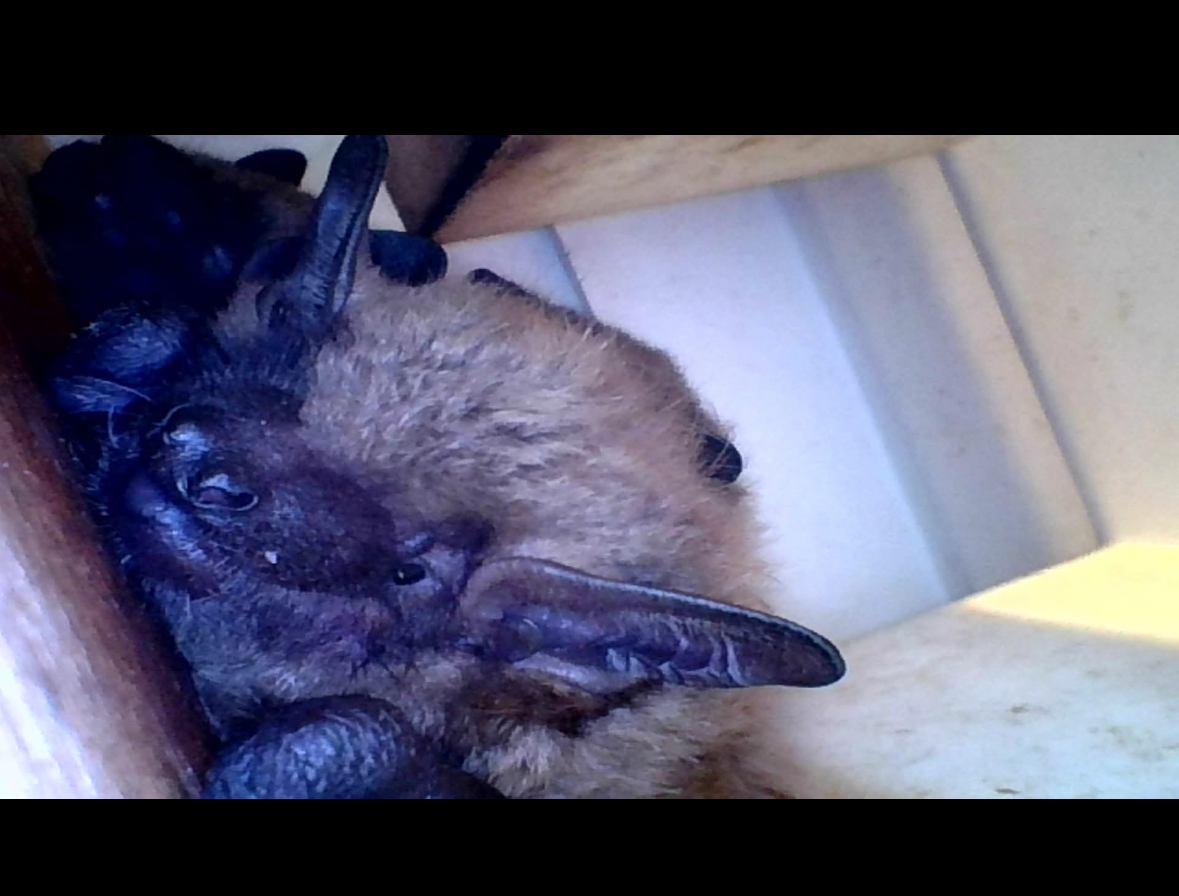 Bat Exclusion: How to Rid bats from your home