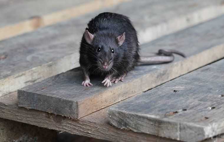DIY Rat Control: The Hidden Costs And Consequences You Should Know ...