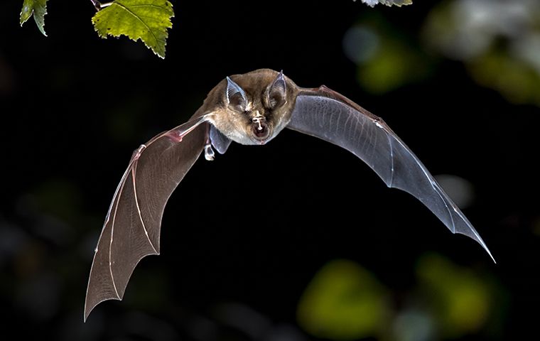 How To Keep Bats Away From Your Home: A Comprehensive Guide | Orange Mouse